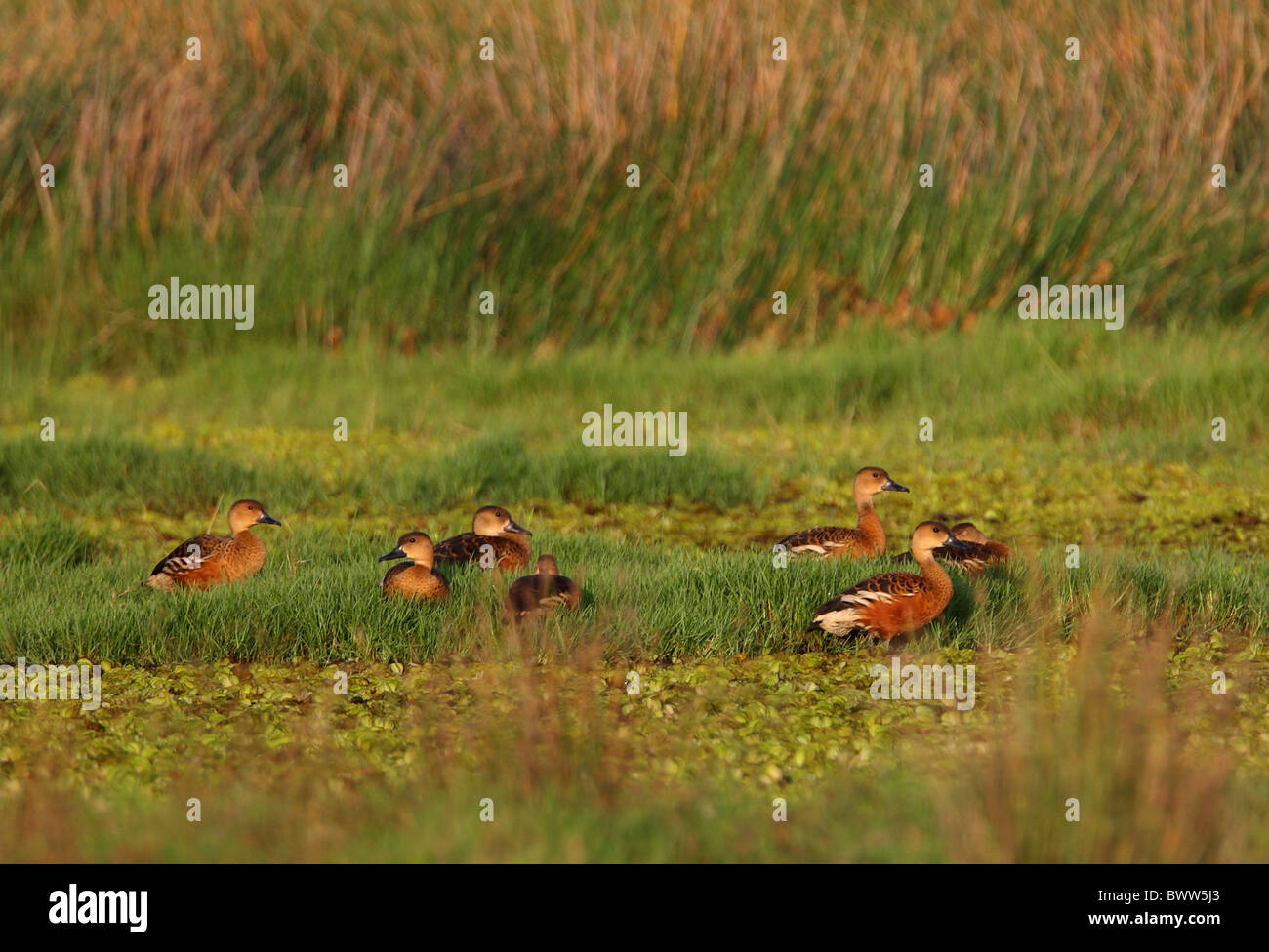 Wandering Whistling-duck (Dendrocygna arcuata) flock, resting in marsh ...