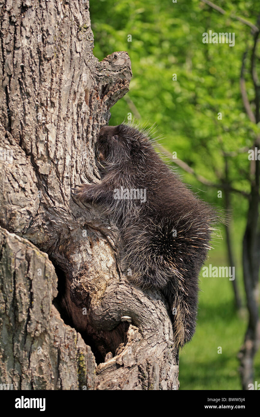 auf Baum - on tree Jungtier - young kletternd - climbing porcupine ...