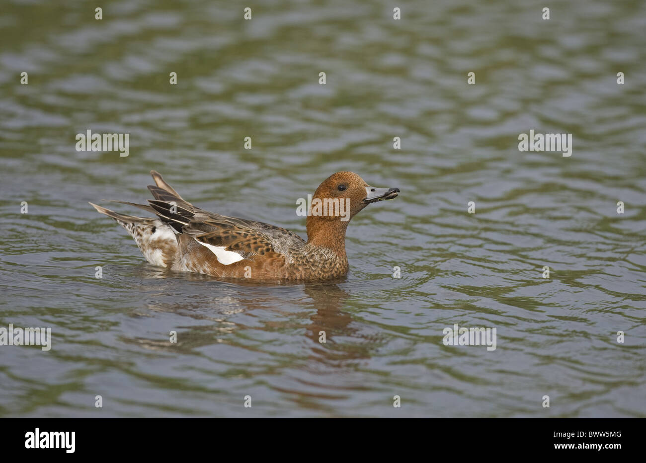 Eurasian wigeon eclipse plumage hi-res stock photography and images - Alamy