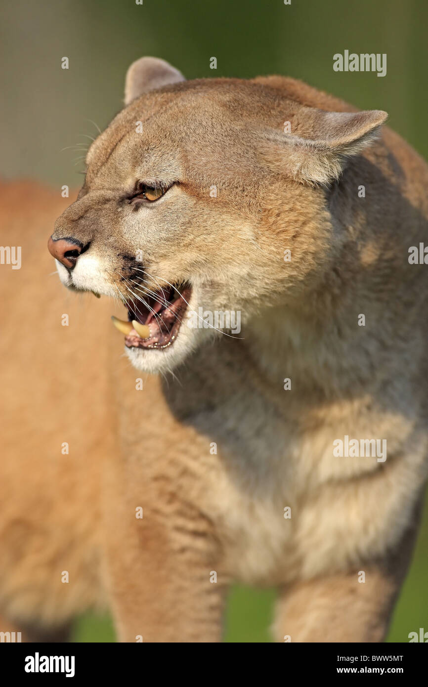 Portrait - close up puma pumas felid felidae "mountain lion" "mountain ...