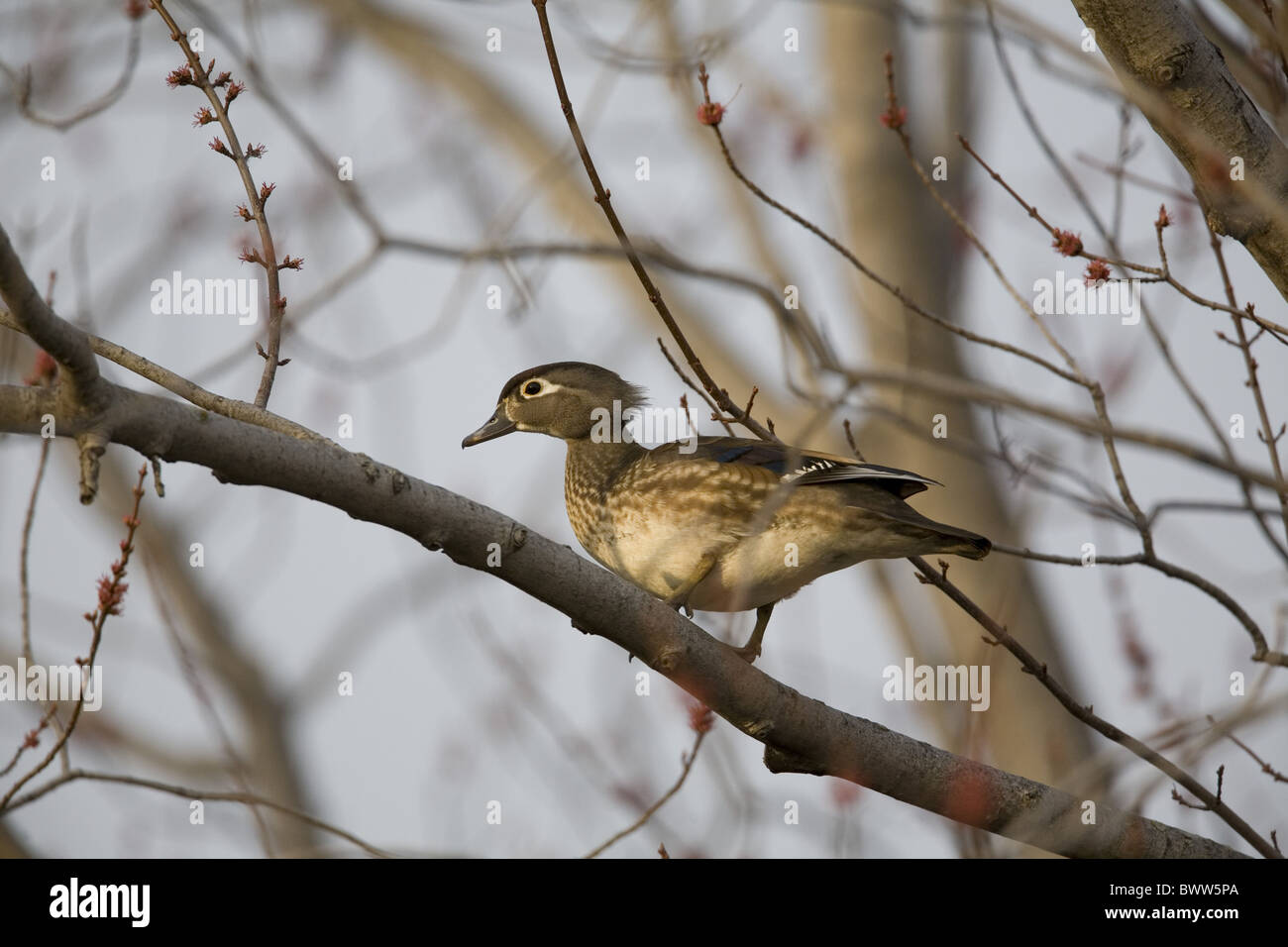 Wood Duck Aix sponsa female in tree Stock Photo - Alamy