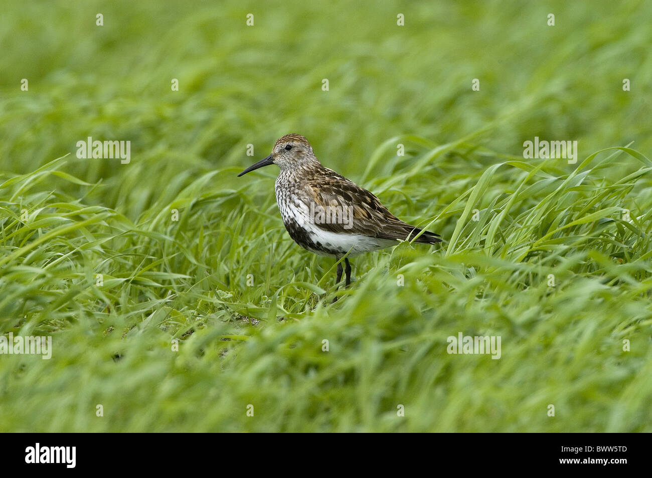 North american dunlin hi-res stock photography and images - Alamy