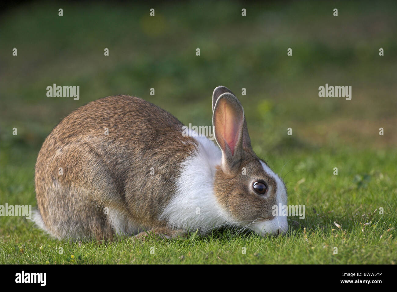 Domestic Rabbit Oryctolagus cuniculus adult feral Stock Photo - Alamy