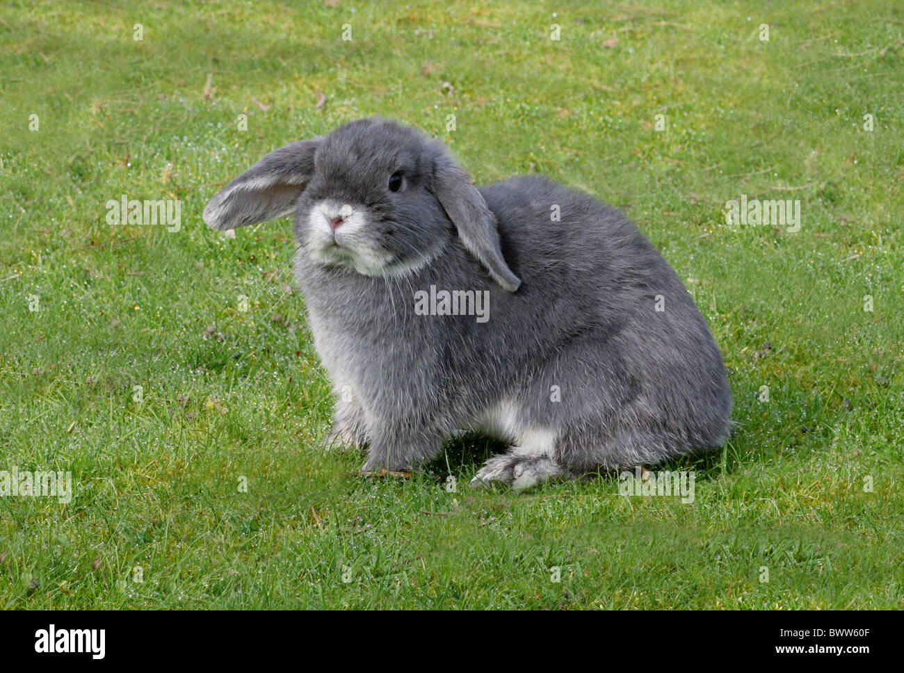 Domestic Rabbit Minature Lop-eared breed adult Stock Photo - Alamy