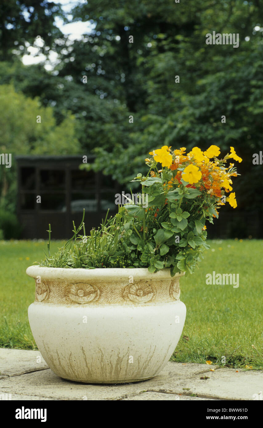 rabbit rabbits lagomorph lagomorphs mammal mammals animal animals ...