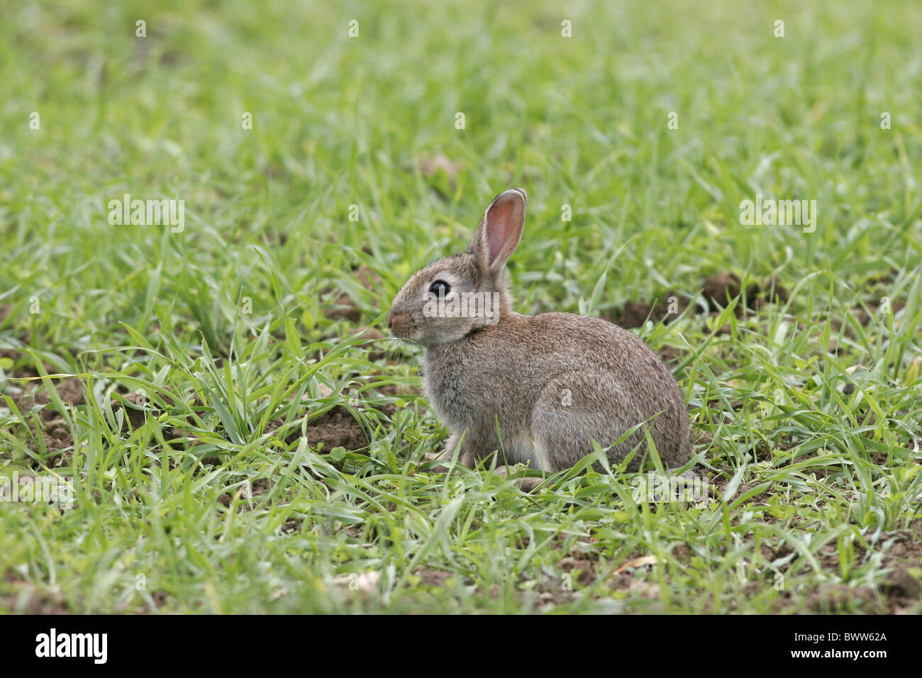 European Rabbit Oryctolagus cuniculus young Stock Photo - Alamy