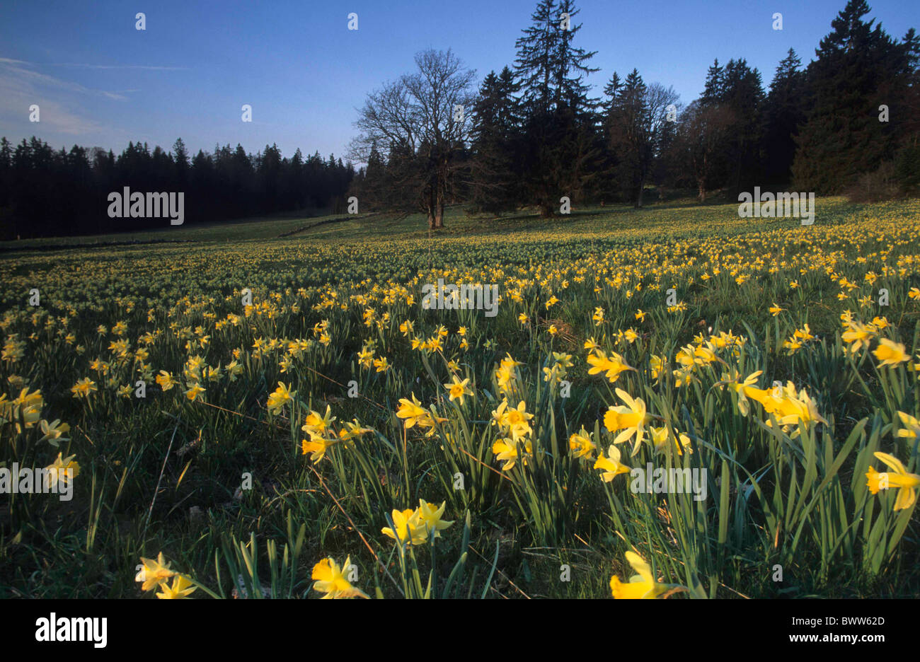 Switzerland Europe Canton Neuchatel Jura mountains Vue of the alp ...