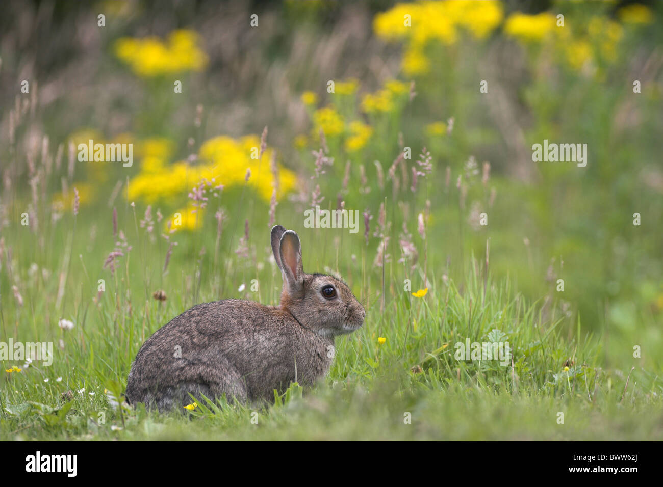 European Rabbit Oryctolagus cuniculus adult Stock Photo - Alamy