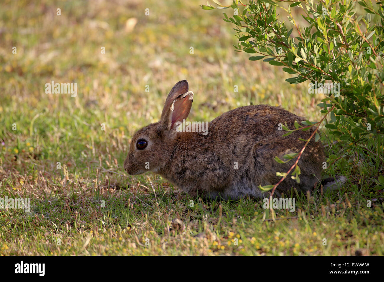 European Rabbit Oryctolagus cuniculus adult Stock Photo - Alamy