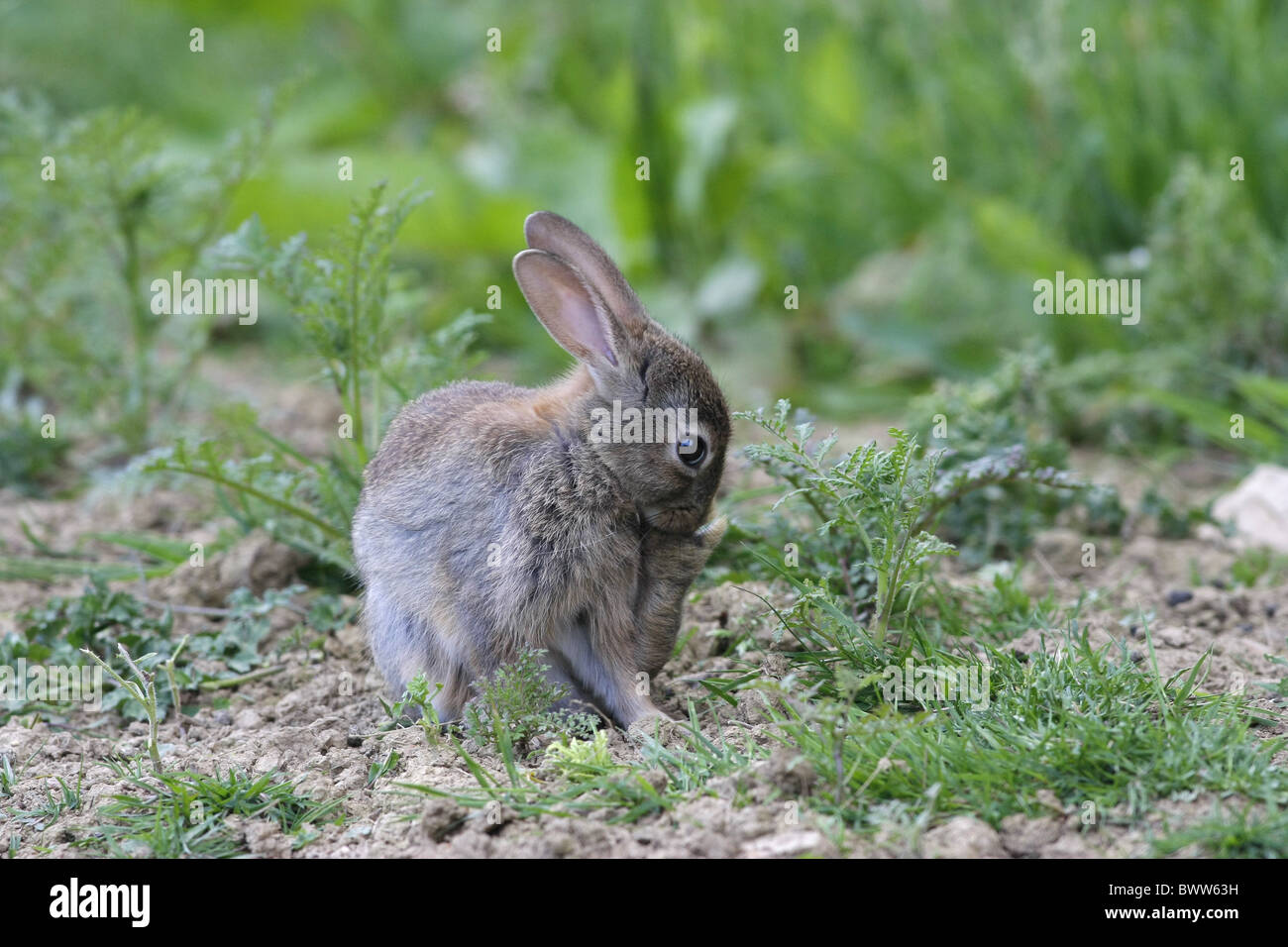 European Rabbit Oryctolagus cuniculus immature Stock Photo - Alamy