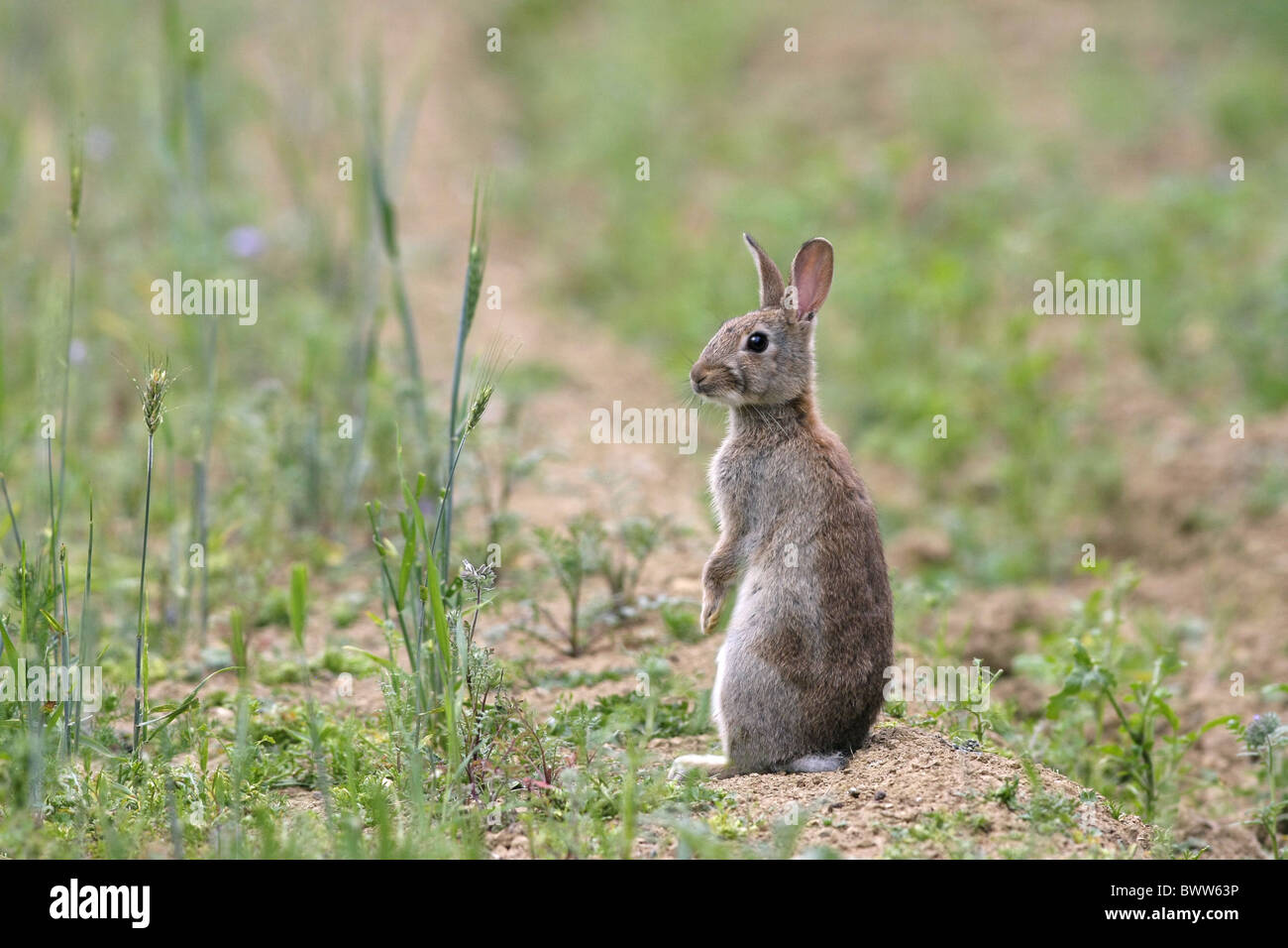European Rabbit Oryctolagus cuniculus adult alert Stock Photo - Alamy