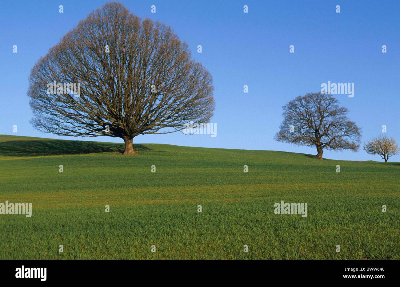 Switzerland Europe canton Basel-country Wintersingen trees lime-tree ...