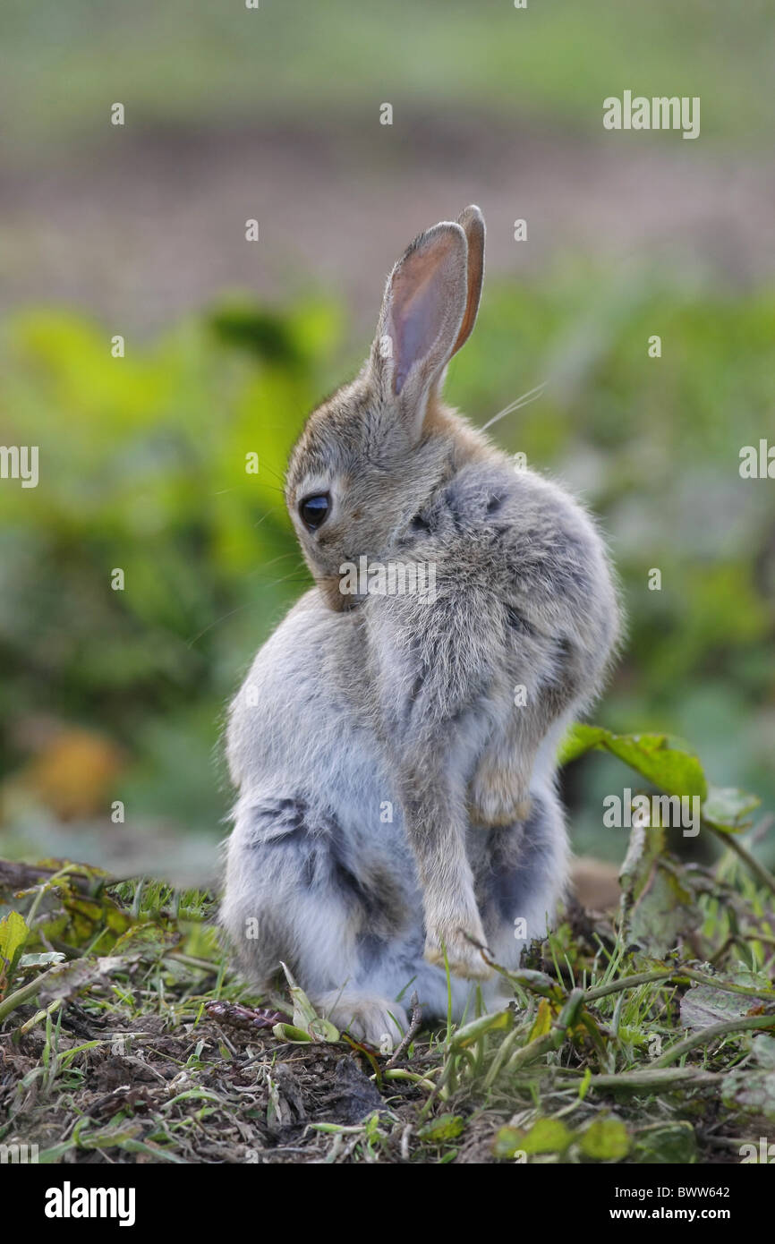 European Rabbit Oryctolagus cuniculus immature Stock Photo - Alamy