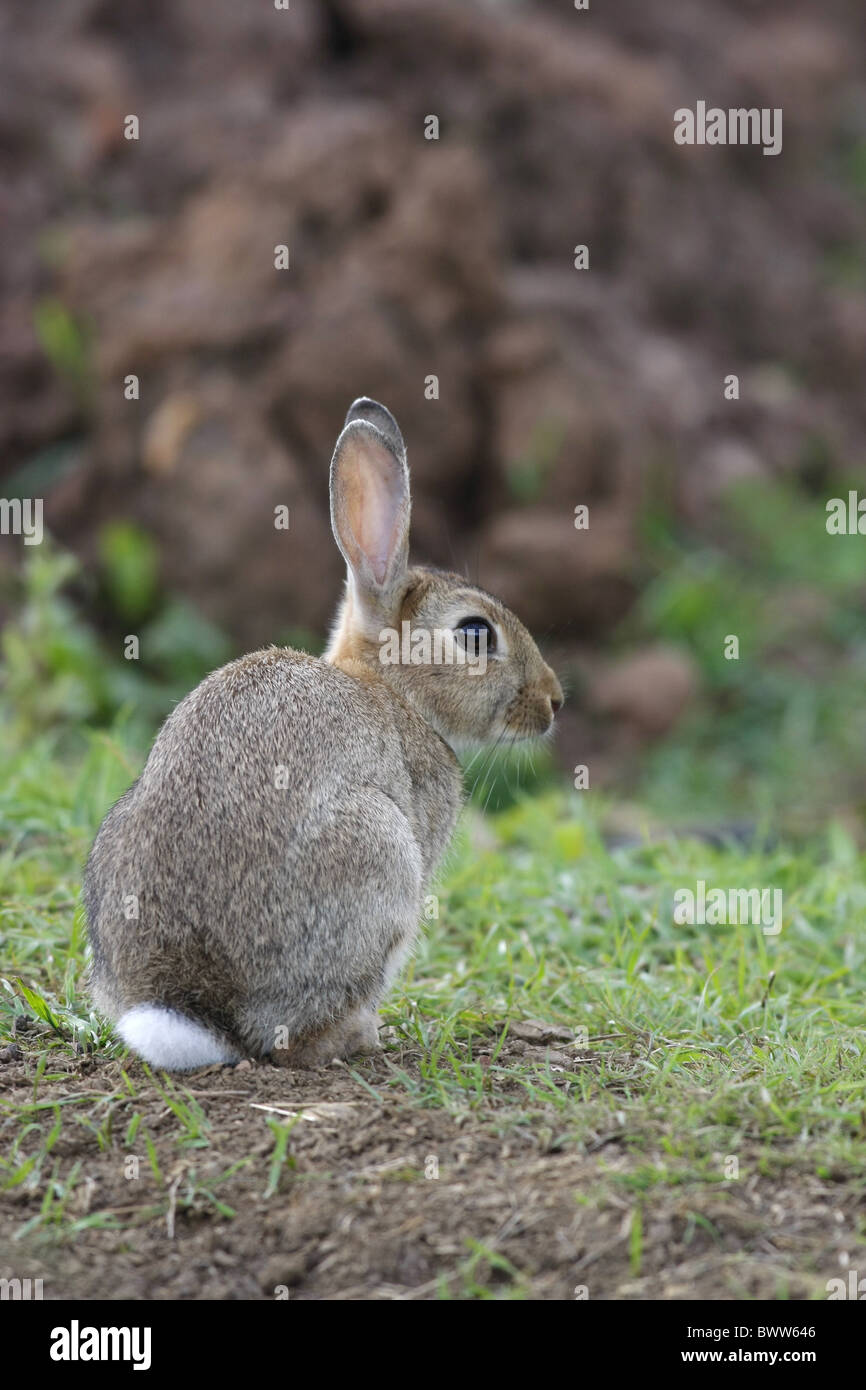 European Rabbit Oryctolagus cuniculus adult Stock Photo - Alamy