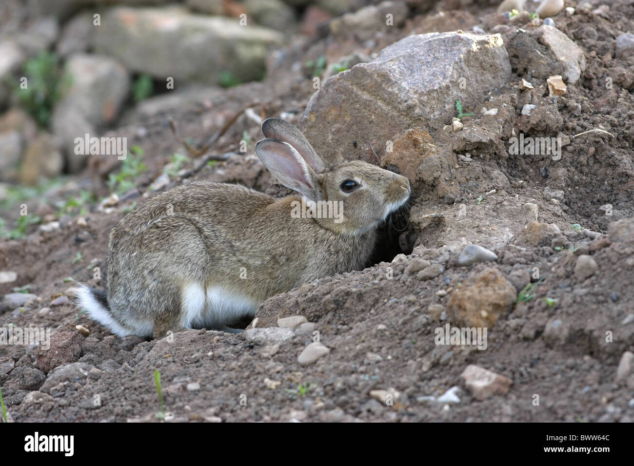European Rabbit Oryctolagus cuniculus adult Stock Photo - Alamy