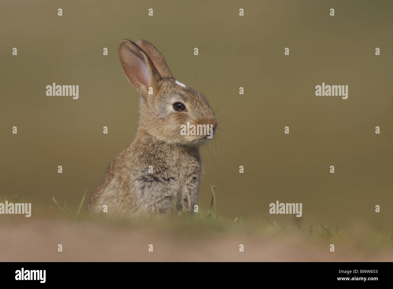 European Rabbit Oryctolagus cuniculus young with Stock Photo - Alamy
