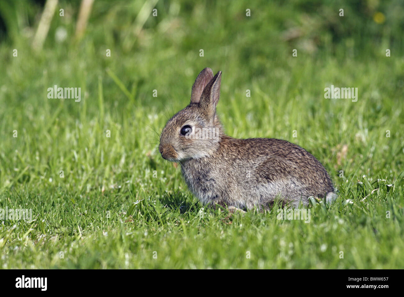European Rabbit Oryctolagus cuniculus young Stock Photo - Alamy