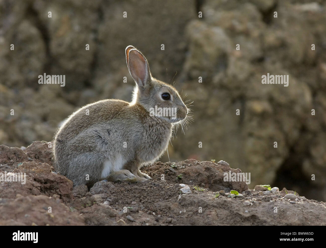 European Rabbit Oryctolagus cuniculus young Stock Photo - Alamy
