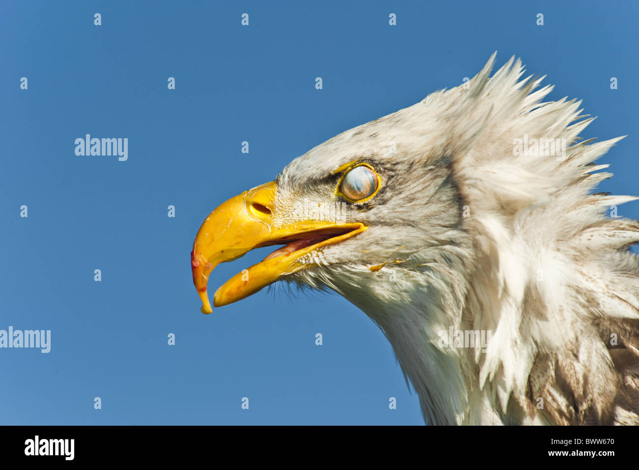 Bald Eagle (Haliaeetus leucocephalus) adult, close-up of head ...