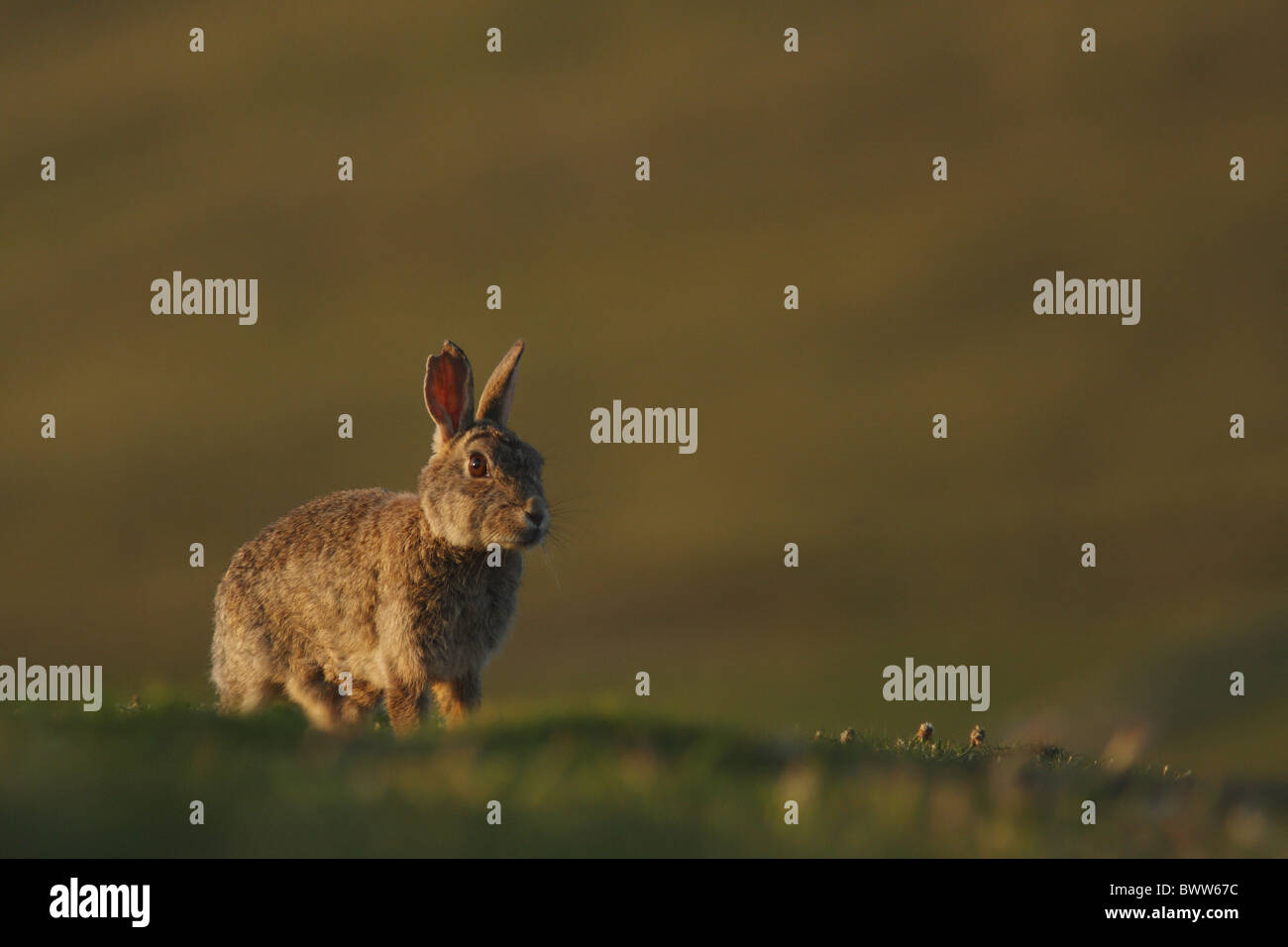 European Rabbit Oryctolagus cuniculus adult Stock Photo - Alamy