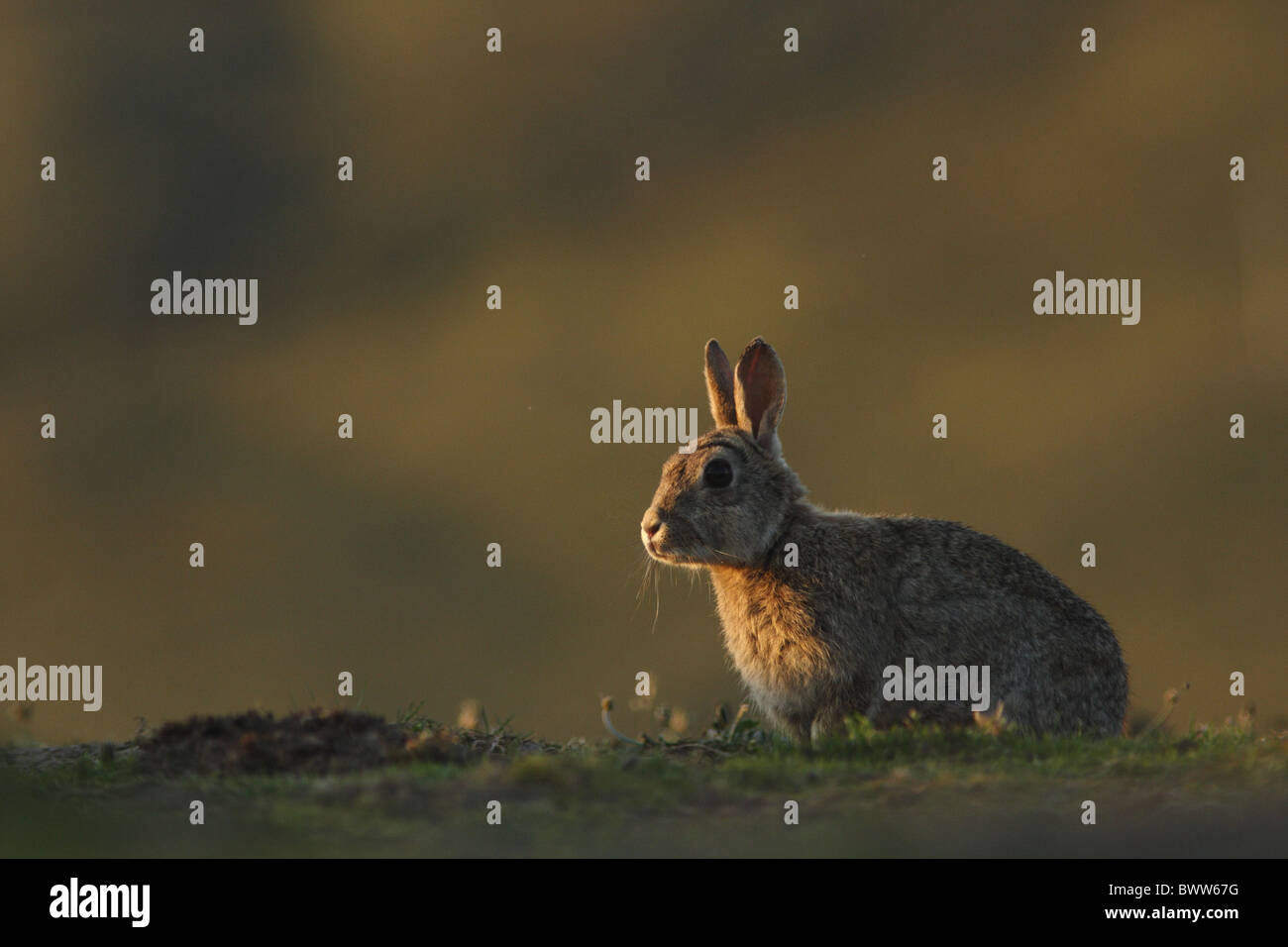 European Rabbit Oryctolagus cuniculus adult Stock Photo - Alamy