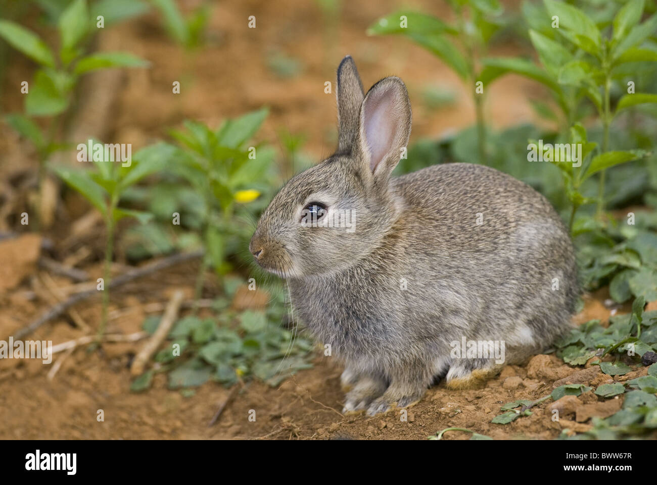 European Rabbit Oryctolagus cuniculus young Stock Photo - Alamy