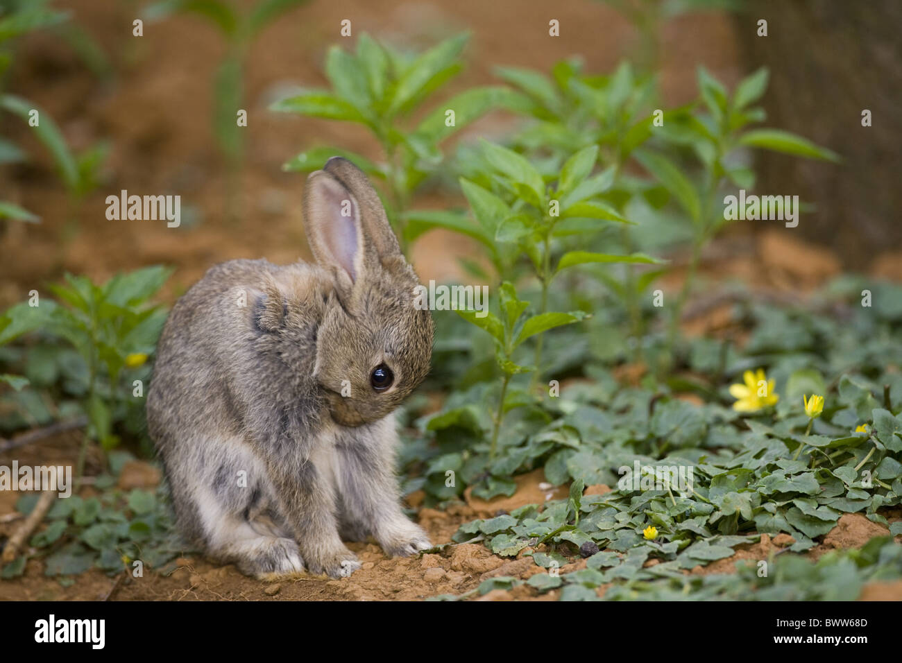 European Rabbit Oryctolagus cuniculus young Stock Photo - Alamy