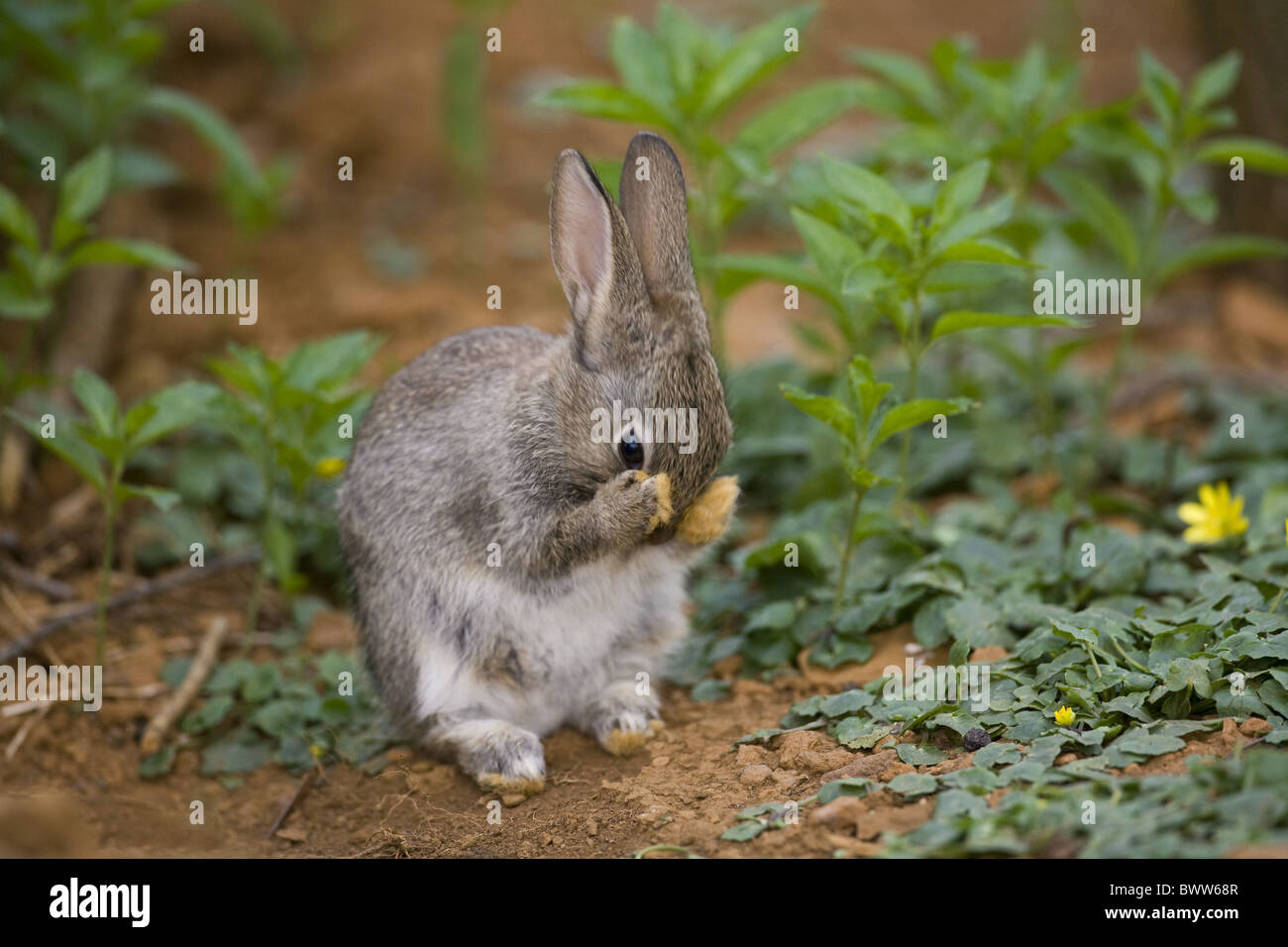 European Rabbit Oryctolagus cuniculus young Stock Photo - Alamy