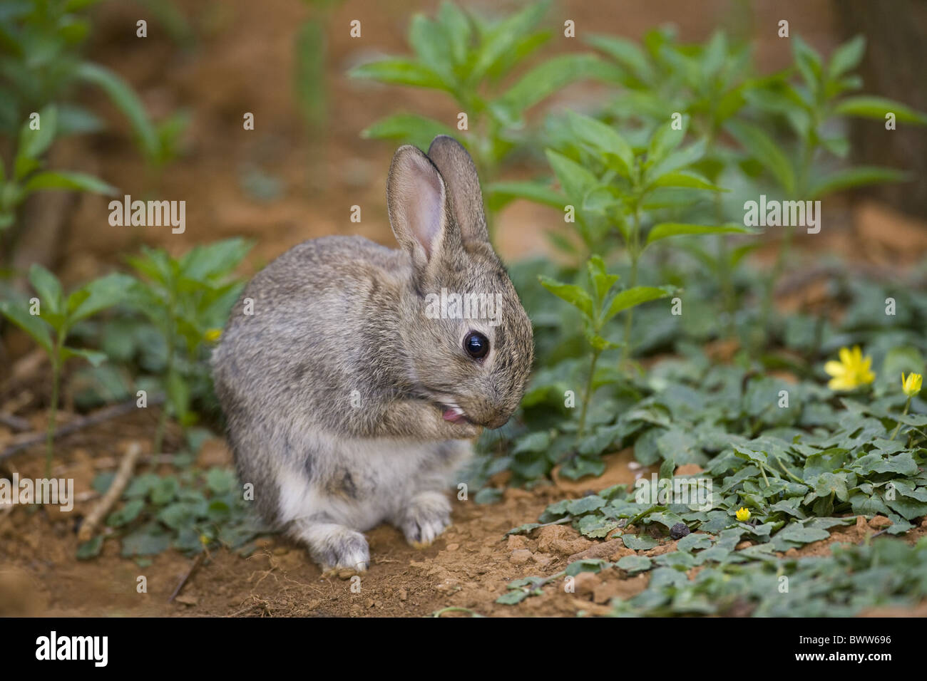 European Rabbit Oryctolagus cuniculus young Stock Photo - Alamy
