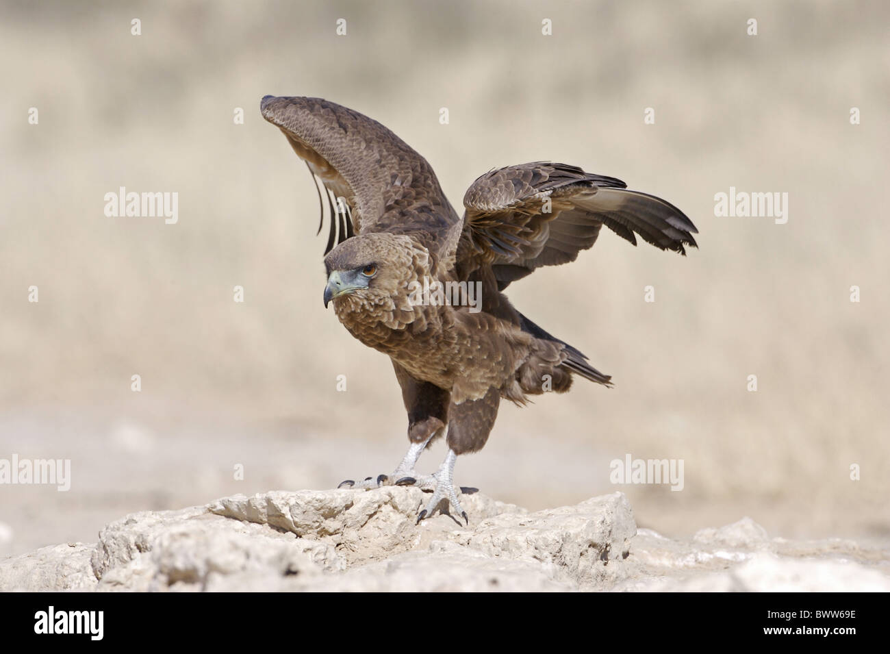 On eagles wings hi-res stock photography and images - Alamy