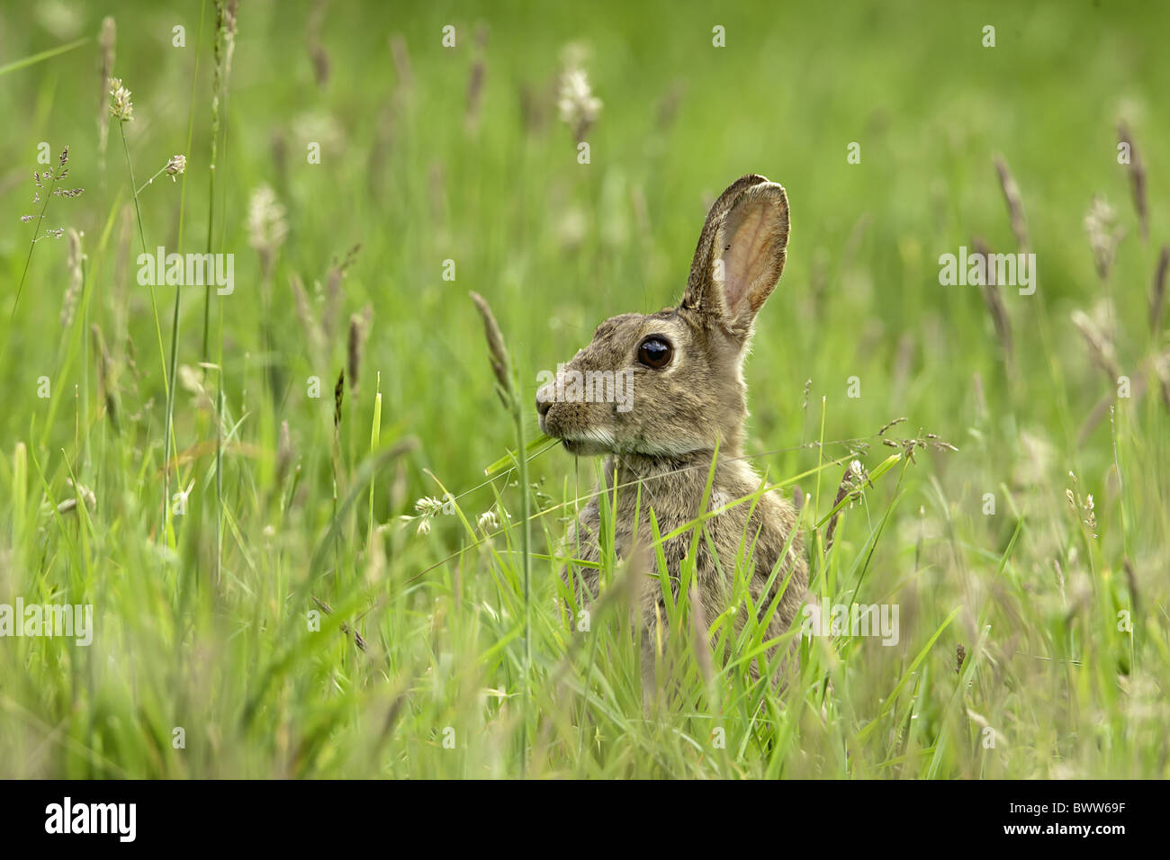 Kent Oryctolagus cuniculus Rabbit brown cuddly cute ears eating eyes ...