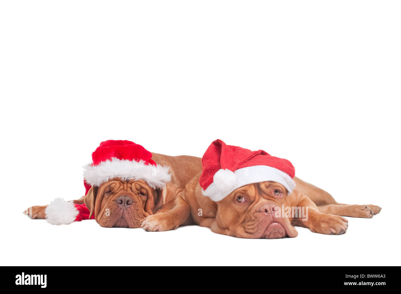 A Pair of Santa Dogs Stock Photo - Alamy