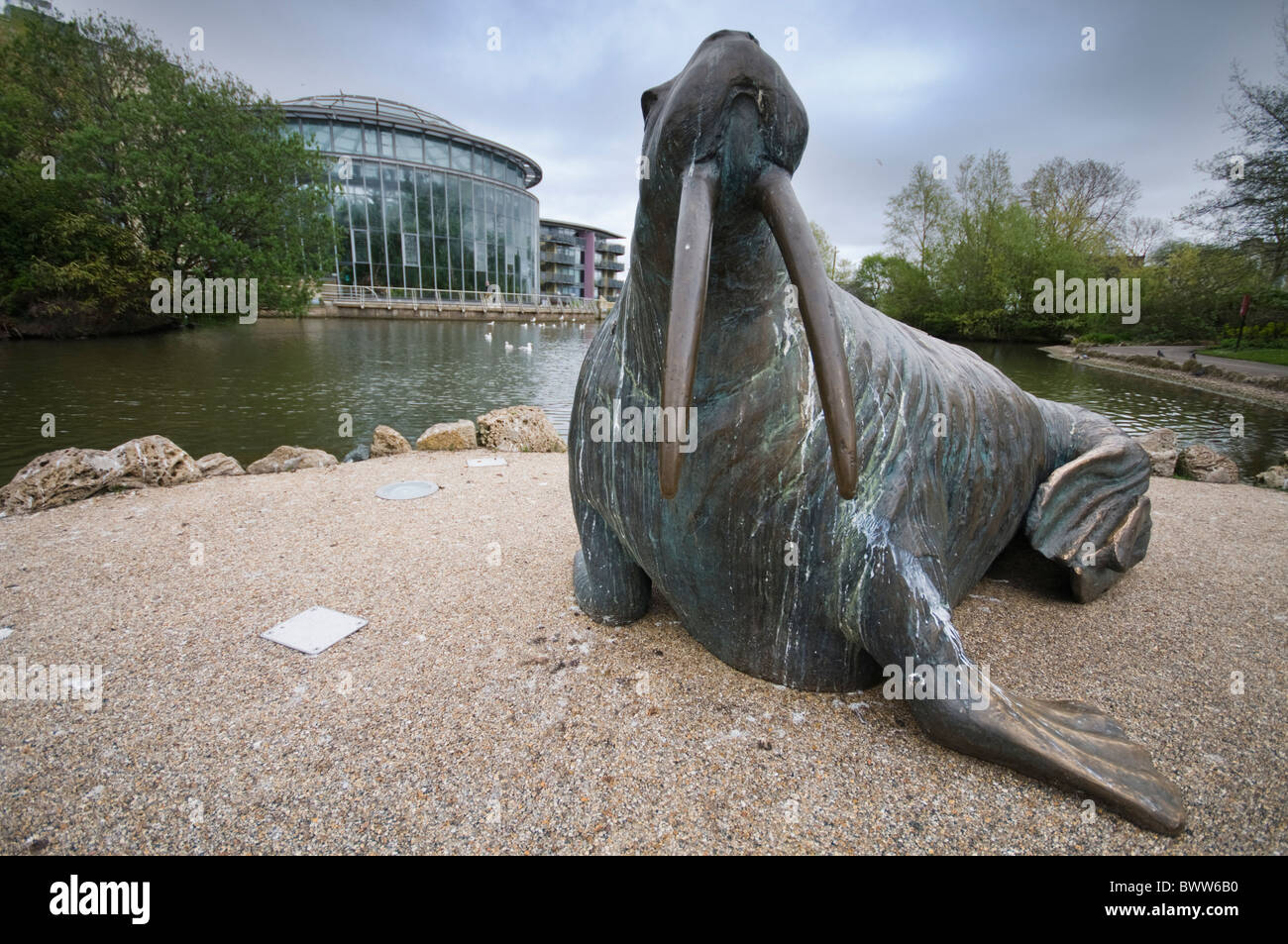 Walrus in Mowbray Park Stock Photo - Alamy