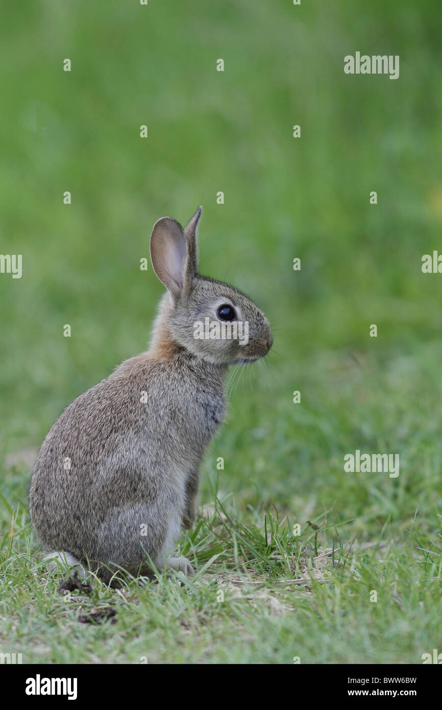 European Rabbit Oryctolagus cuniculus young Stock Photo - Alamy