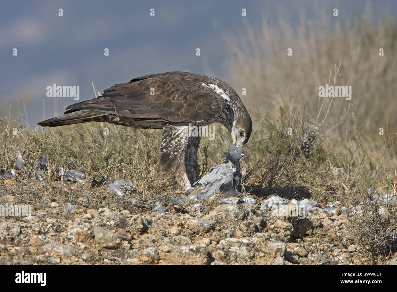 Bonelli's Eagle (Aquila fasciata) adult female, feeding on Rock Dove ...