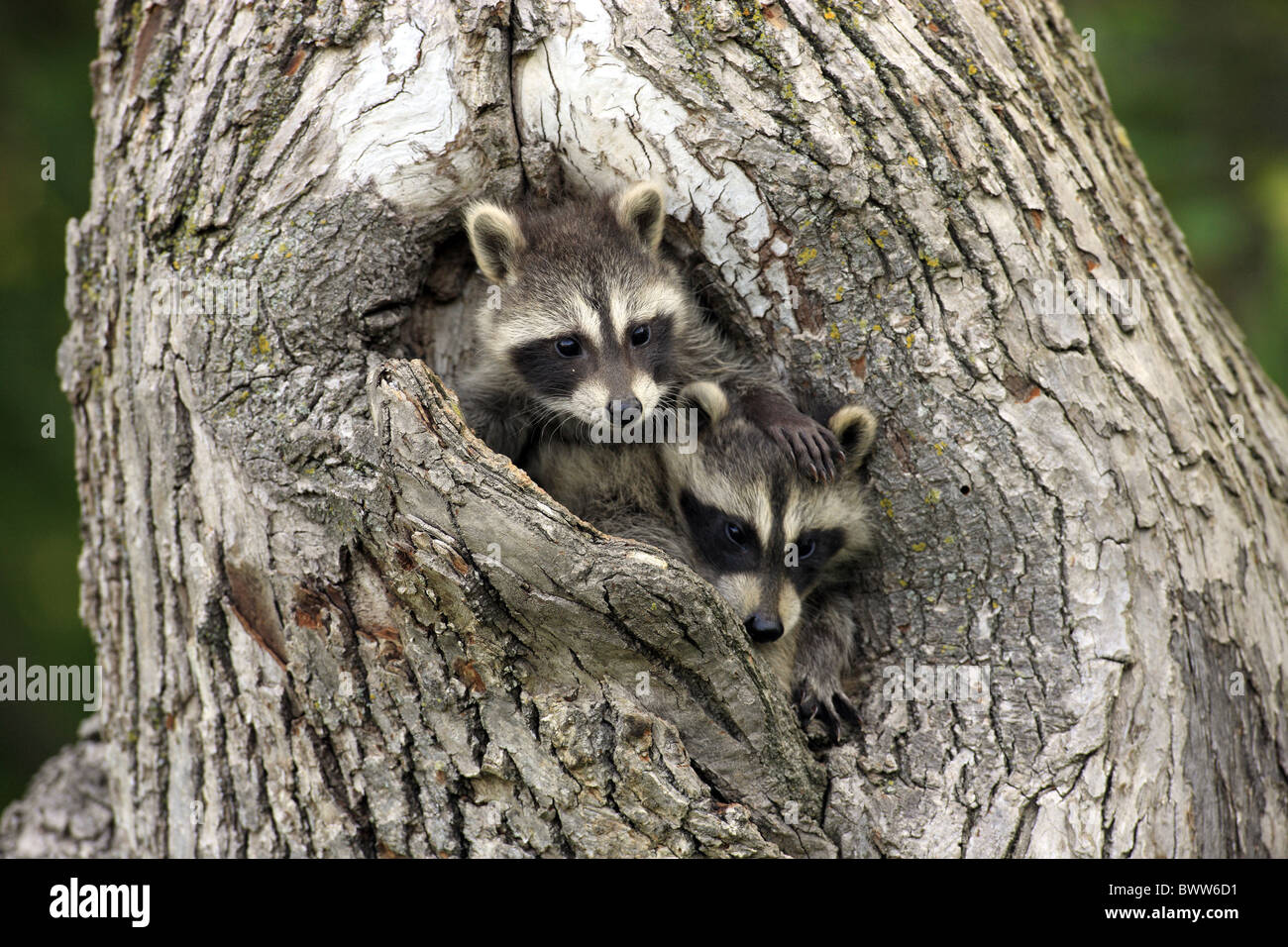 am Bau - at den Portrait - close up common raccoon raccoons procynoid ...