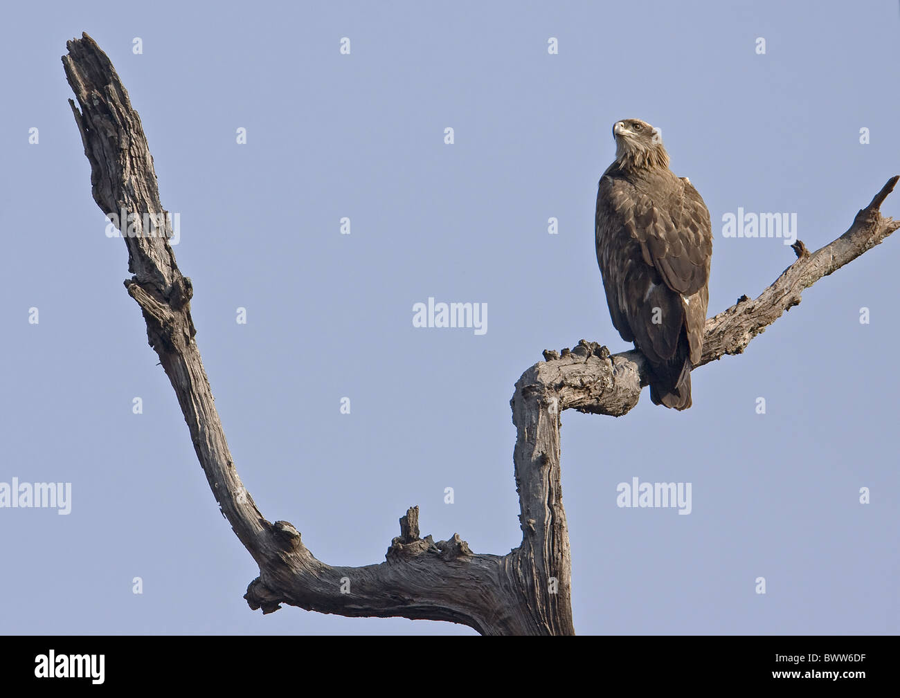 Pallas fish eagle hi-res stock photography and images - Alamy