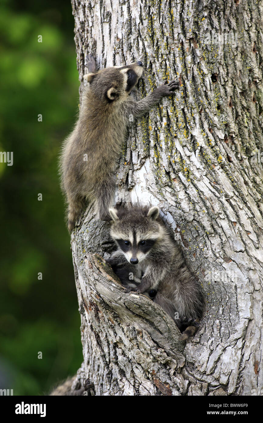 Raccoon den hi-res stock photography and images - Alamy