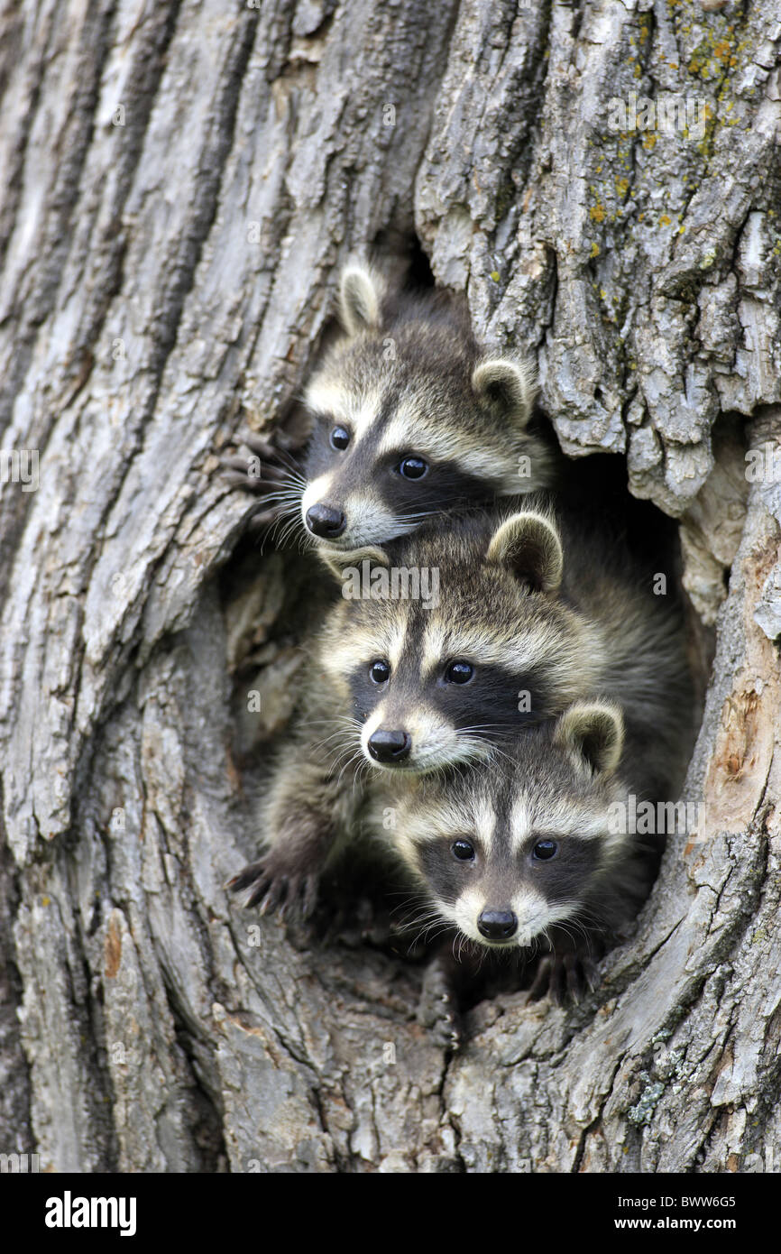 am Bau - at den Portrait - close up common raccoon raccoons procynoid ...