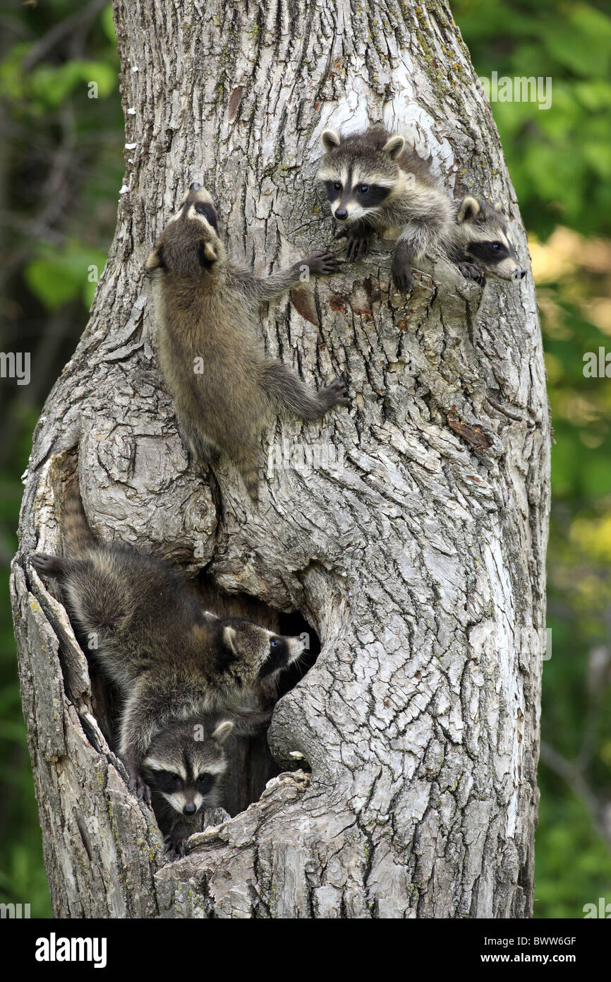 am Bau - at den kletternd - climbing common raccoon raccoons procynoid ...