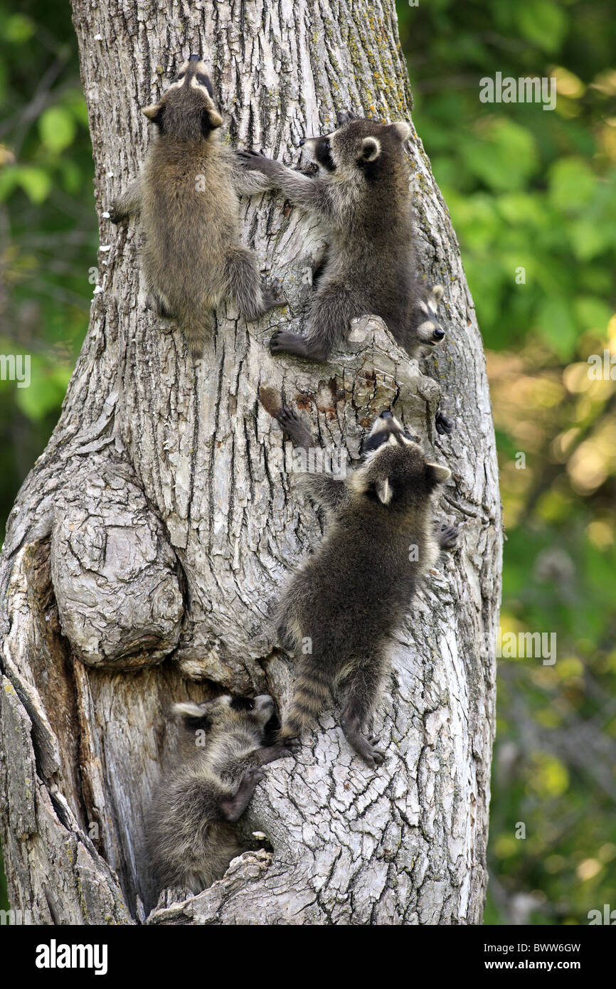 am Bau - at den kletternd - climbing common raccoon raccoons procynoid ...