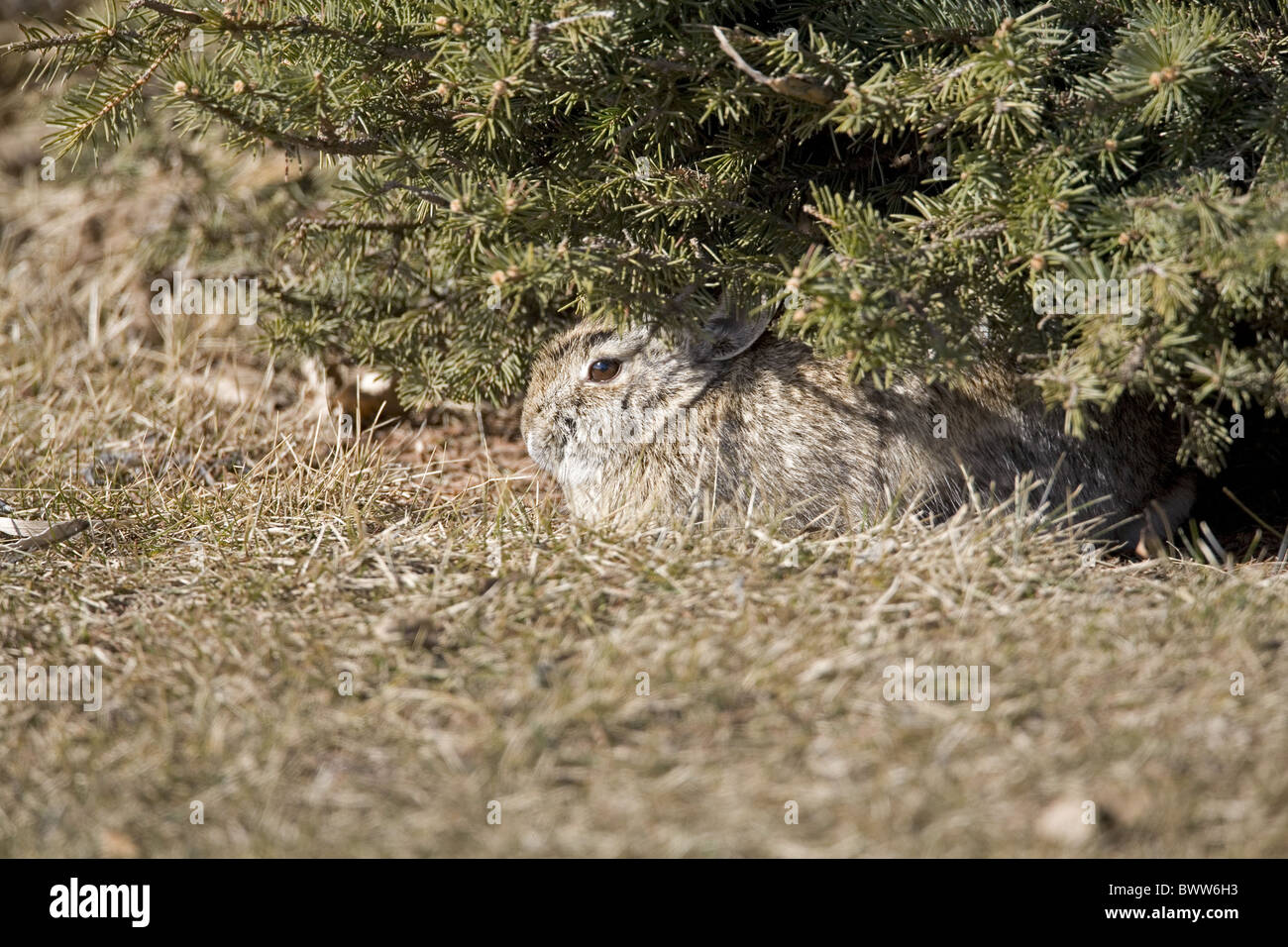 Nuttalls cottontail rabbit hi-res stock photography and images - Alamy