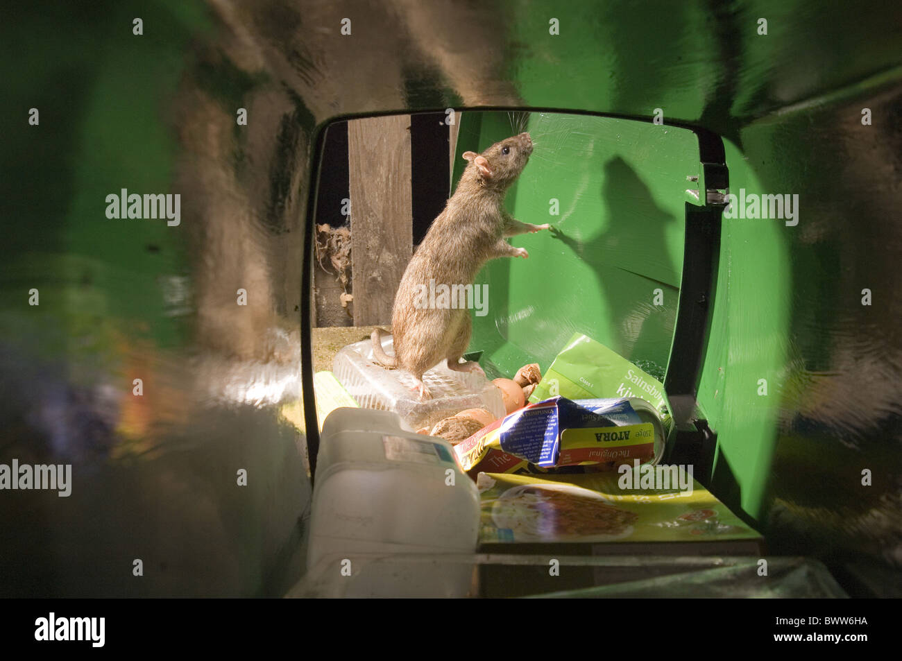 Brown Rat Rattus norvegicus adult foraging Stock Photo - Alamy