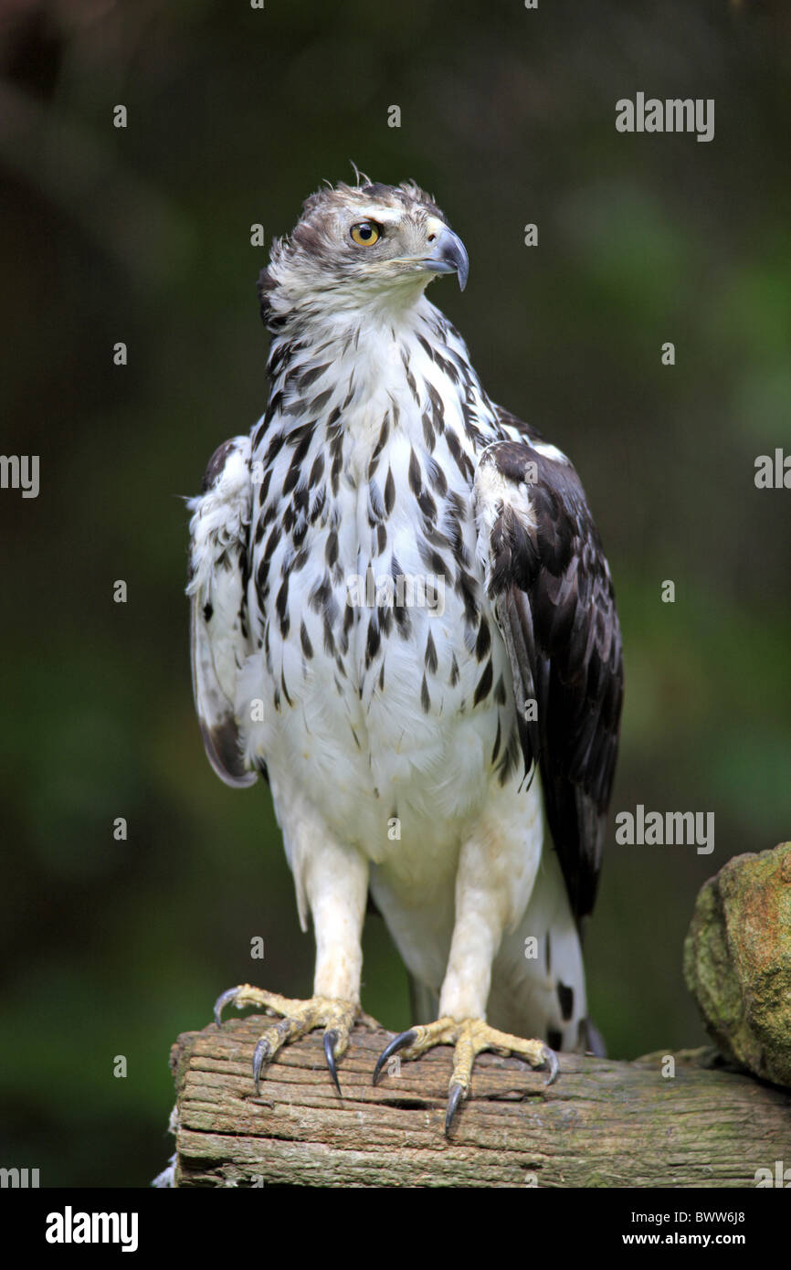 African Eagle Hawk