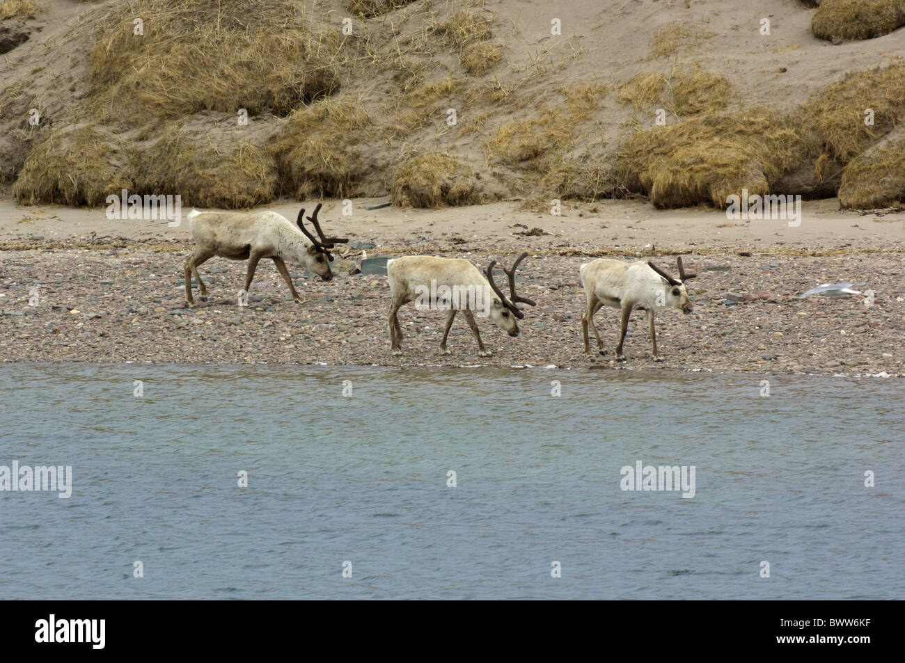 Hamningberg Norway Reindeer Rangifer tarandus sea Varanger reindeer ...