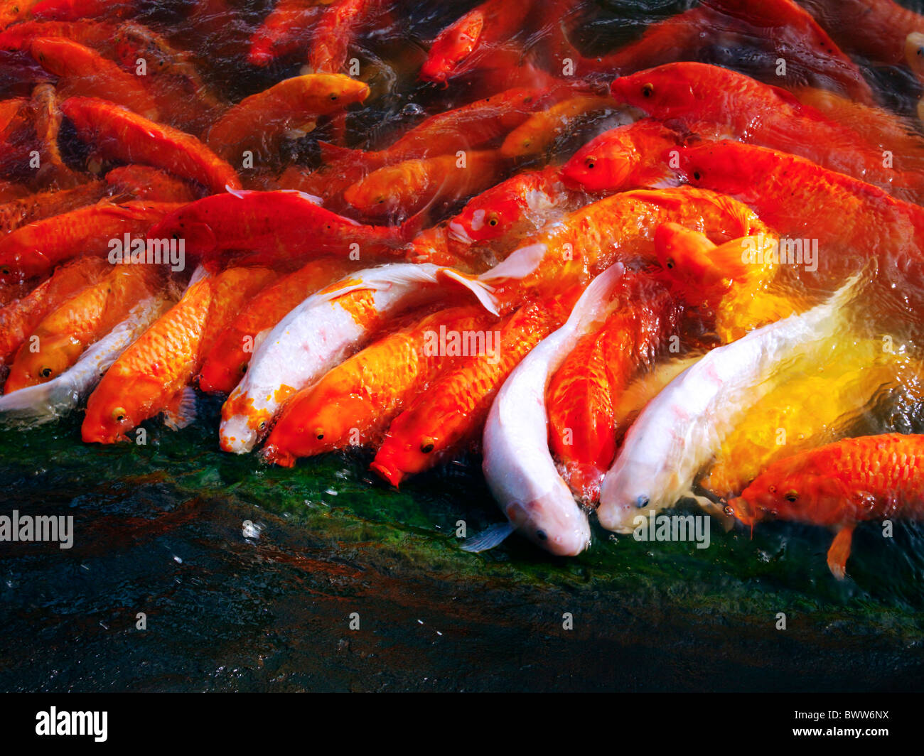 Koi in a pond hi-res stock photography and images - Alamy