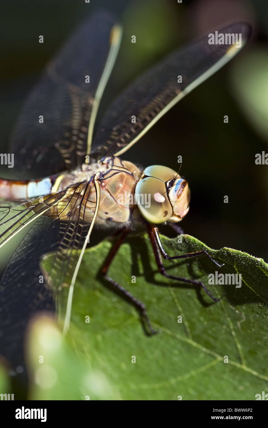 Big dragonfly is relaxing in the sun Stock Photo - Alamy