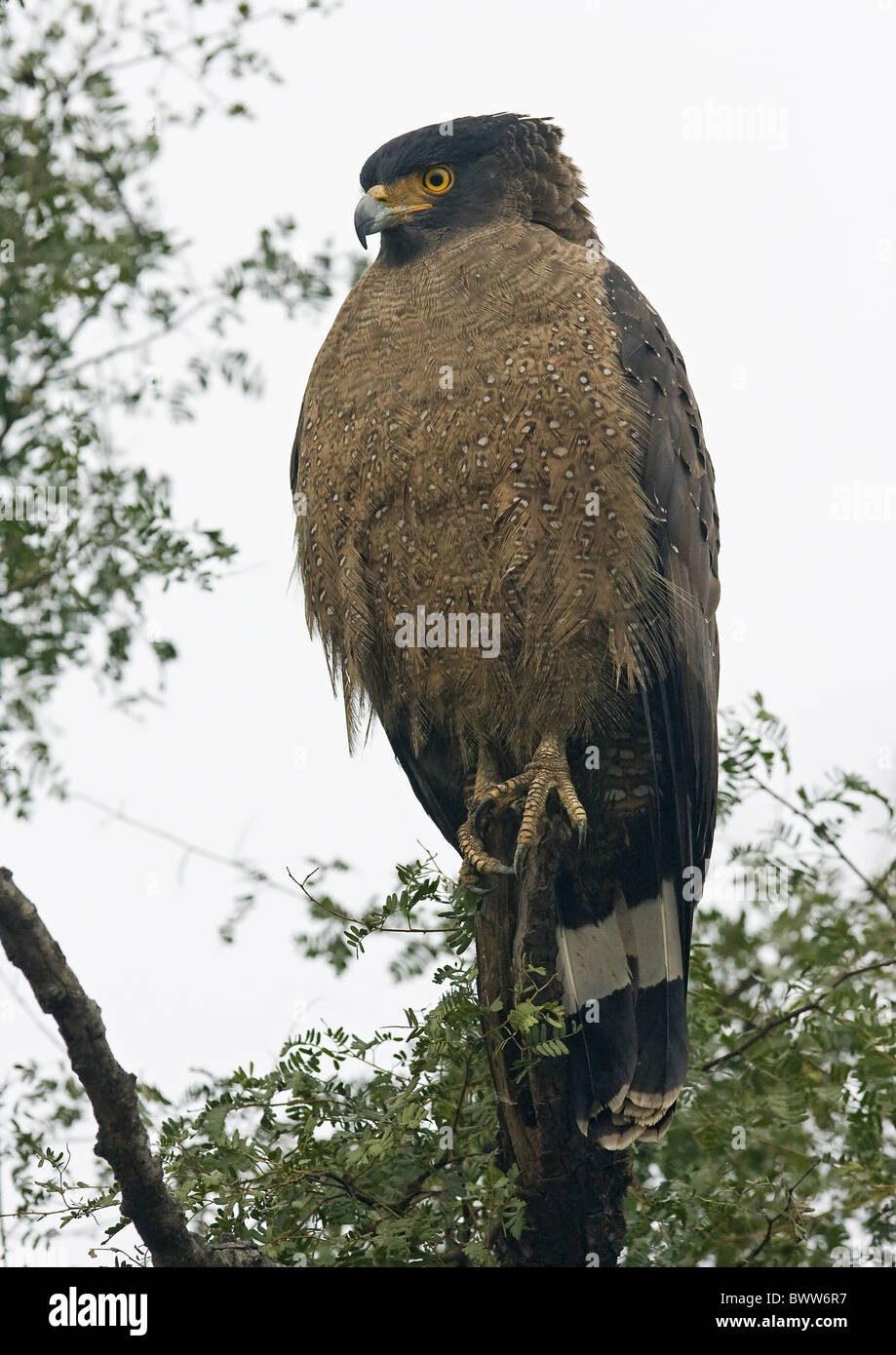 Crested Serpent-eagle (Spilornis cheela) adult, perched on branch ...