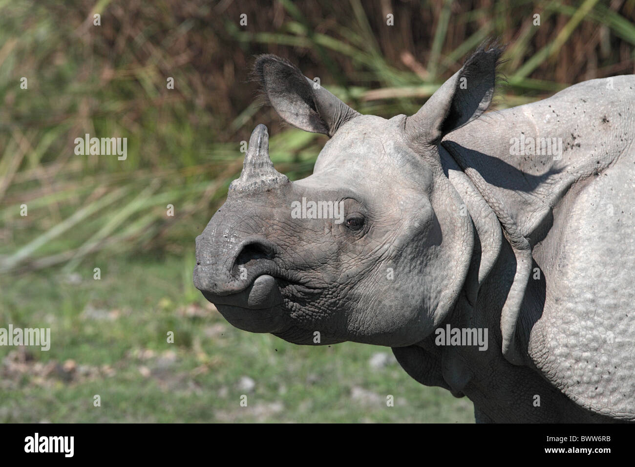endangered rhinoceros rhino rhinos mammal mammals animal animals asia ...