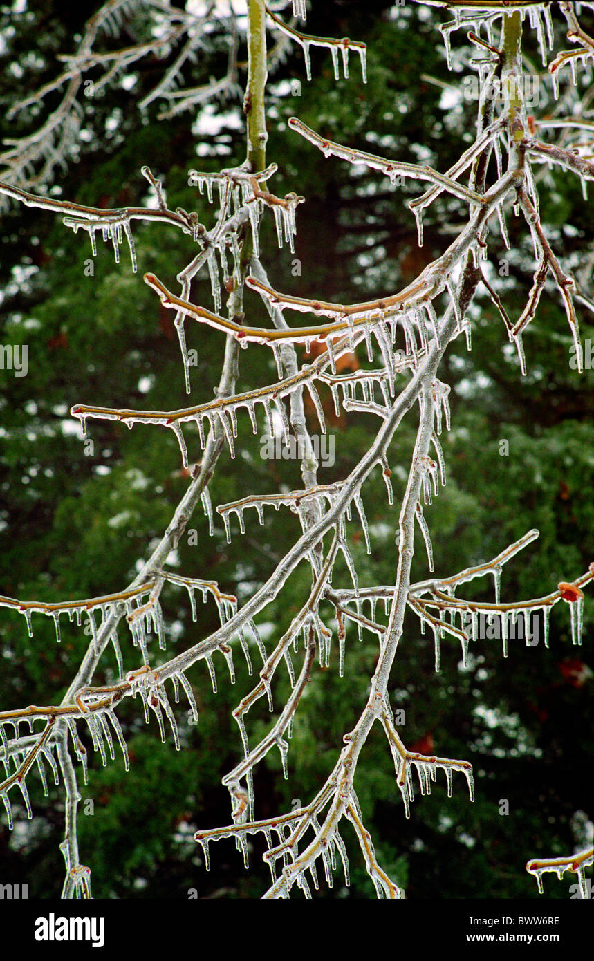 Iced tree branches Stock Photo - Alamy